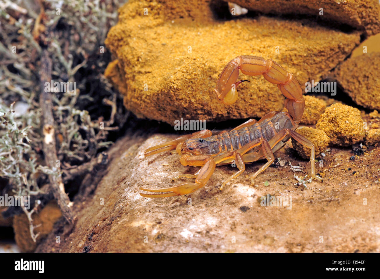 Field scorpions hi-res stock photography and images - Alamy