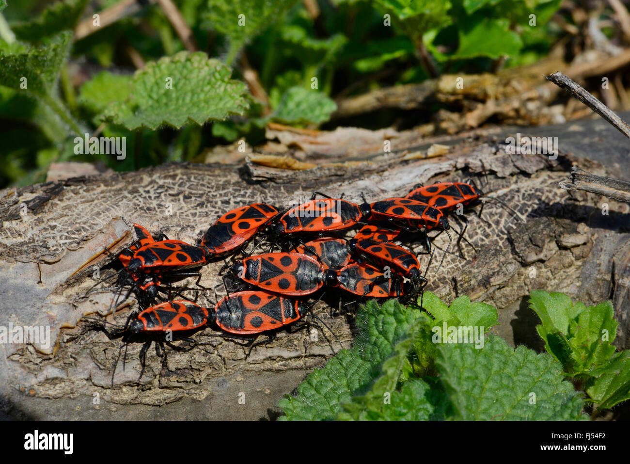 firebug (Pyrrhocoris apterus), several firebugs sunning on a piece of ...