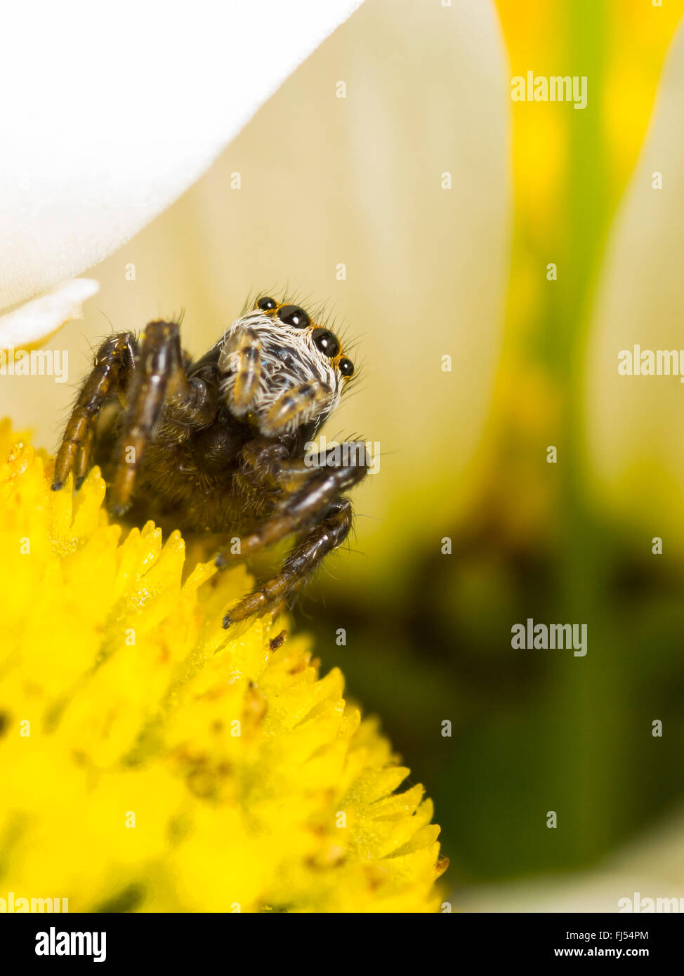 Jumping spider (Evarcha arcuata), Female sitting and hunting on the ...