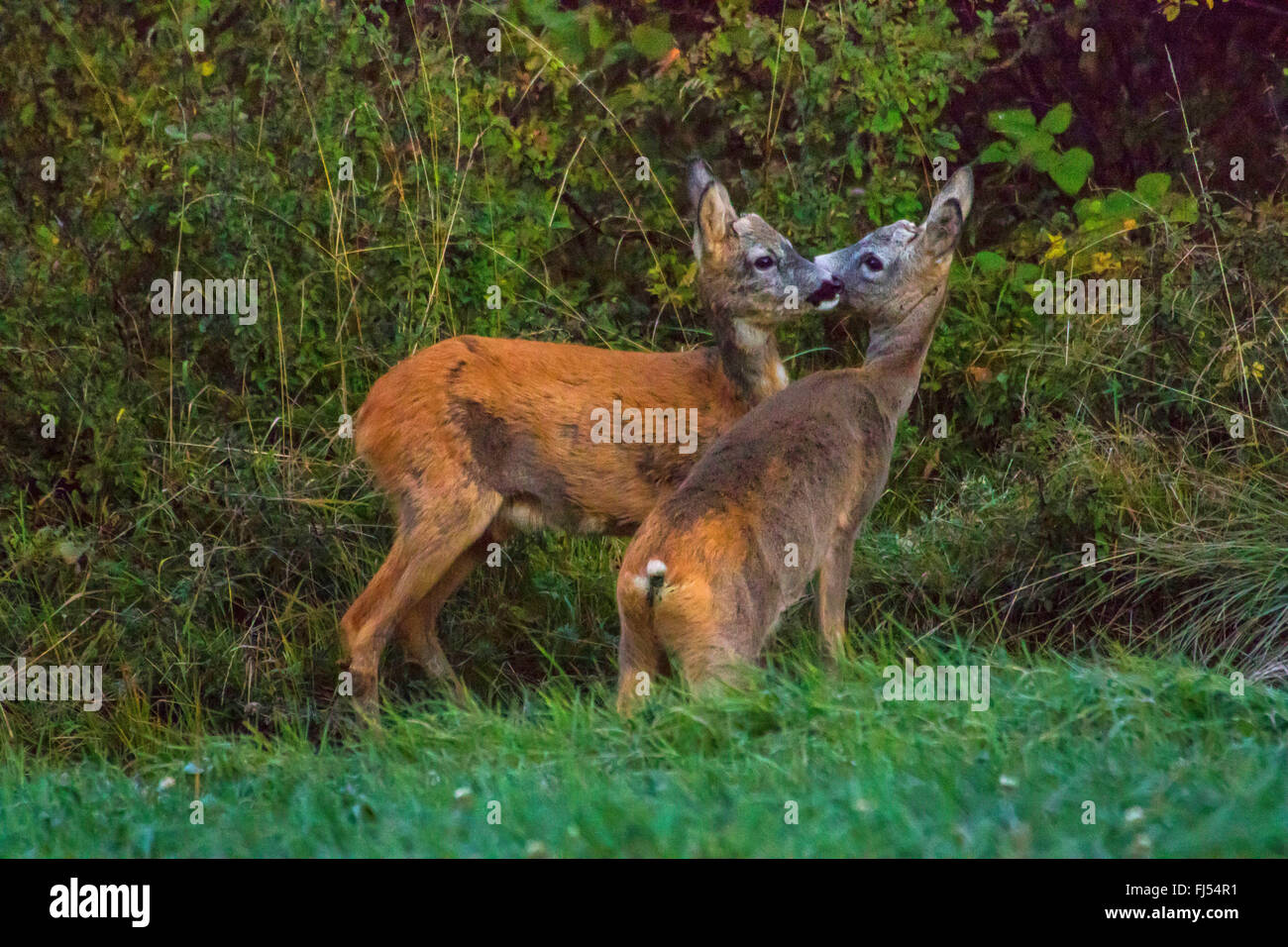 roe deer (Capreolus capreolus), two juvenile roe deers stand in a ...