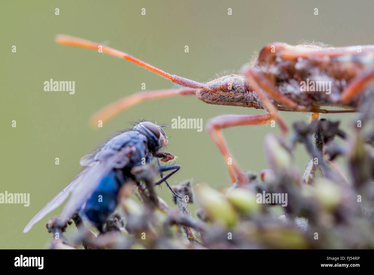 Western conifer seed bug (Leptoglossus occidentalis), and fly on ...