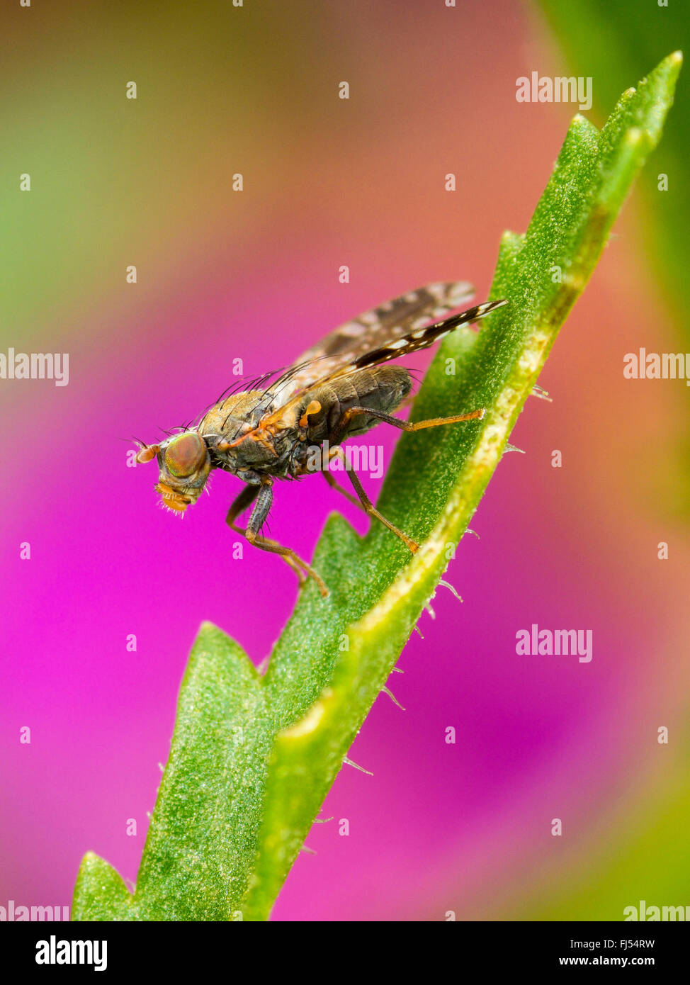Tephritid fly (Tephritis neesii), male on ox-eye daisy (Leucanthemum ...