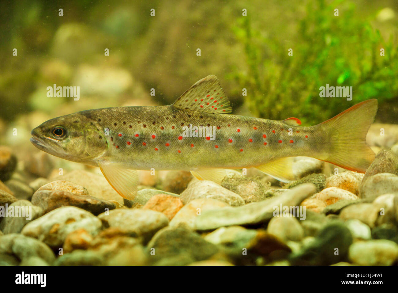 Indigenous fauna hi-res stock photography and images - Alamy