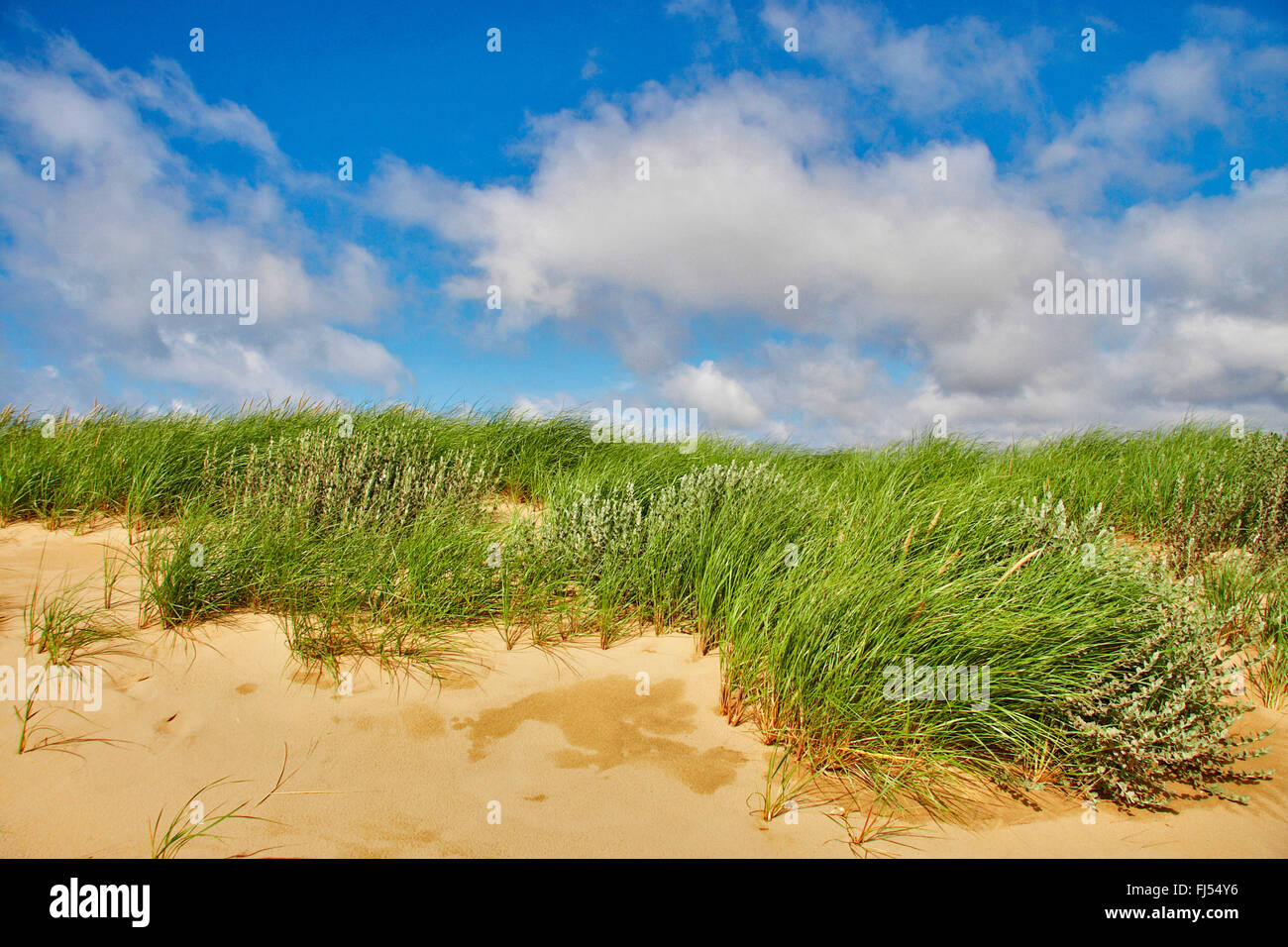 beach grass, European beachgrass, marram grass, psamma, sea sand-reed ...