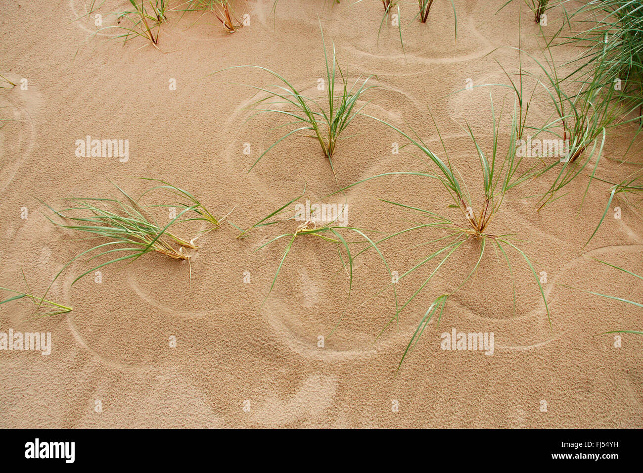 beach grass, European beachgrass, marram grass, psamma, sea sand-reed ...