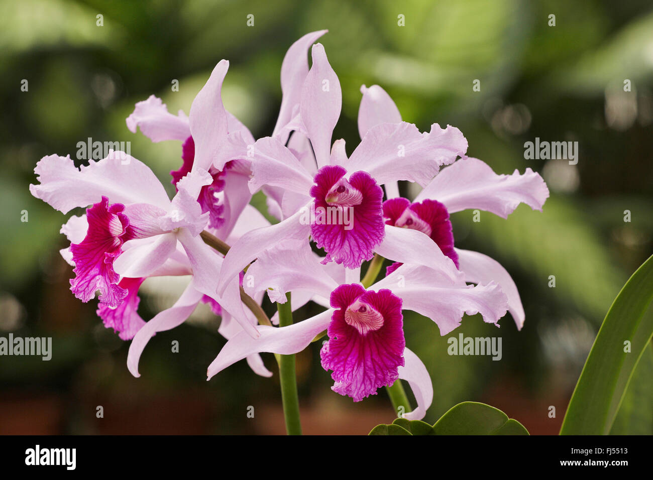 Cattleya lobata (Cattleya lobata, Laelia lobata), inflorescence Stock ...