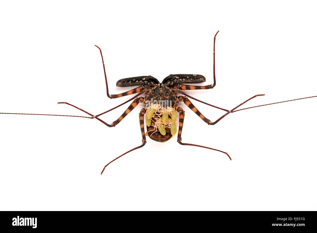 Whip scorpion hi-res stock photography and images - Alamy