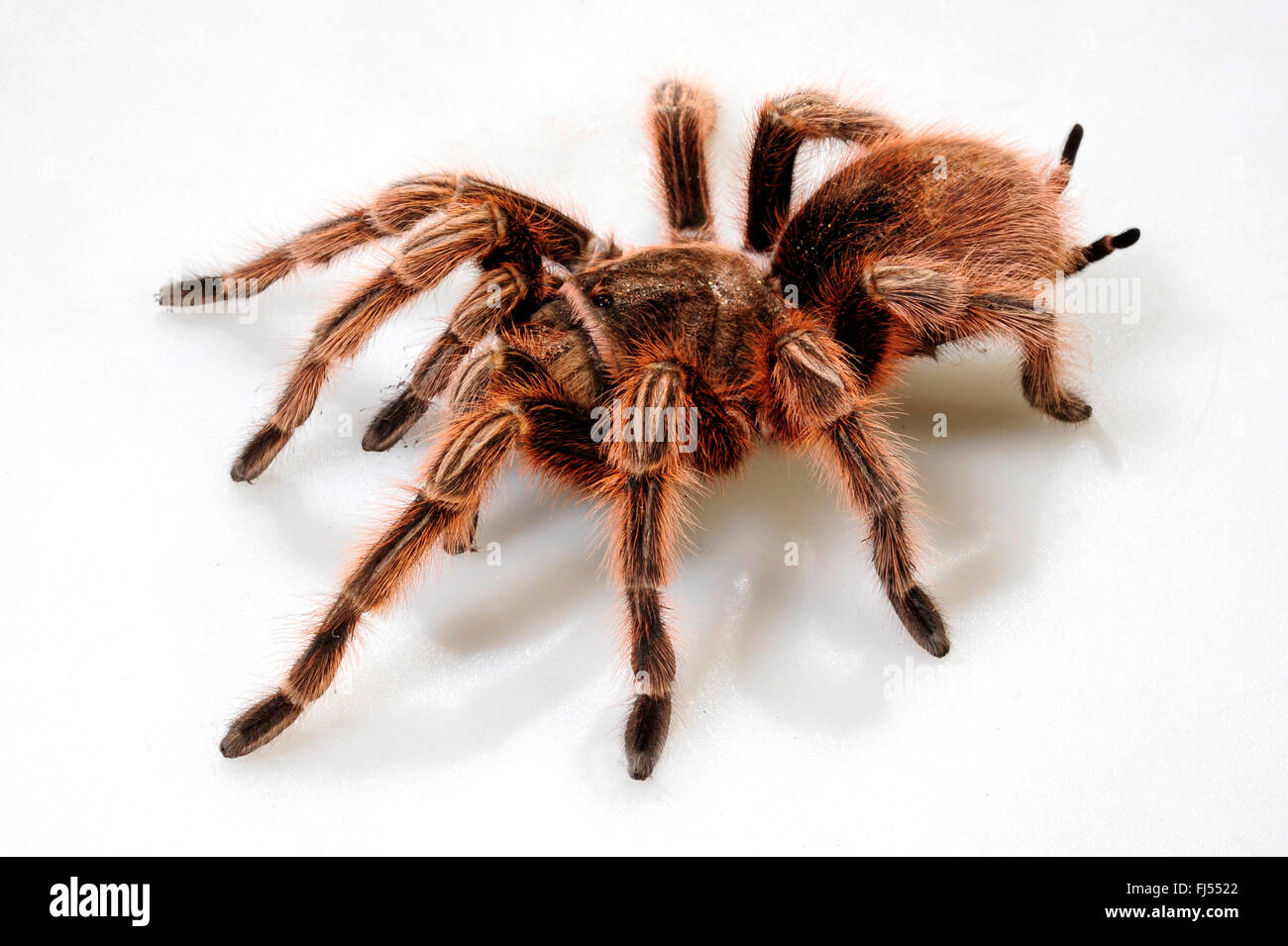 Chilean rose tarantula (Grammostola rosea, Grammostola spatulata Stock ...