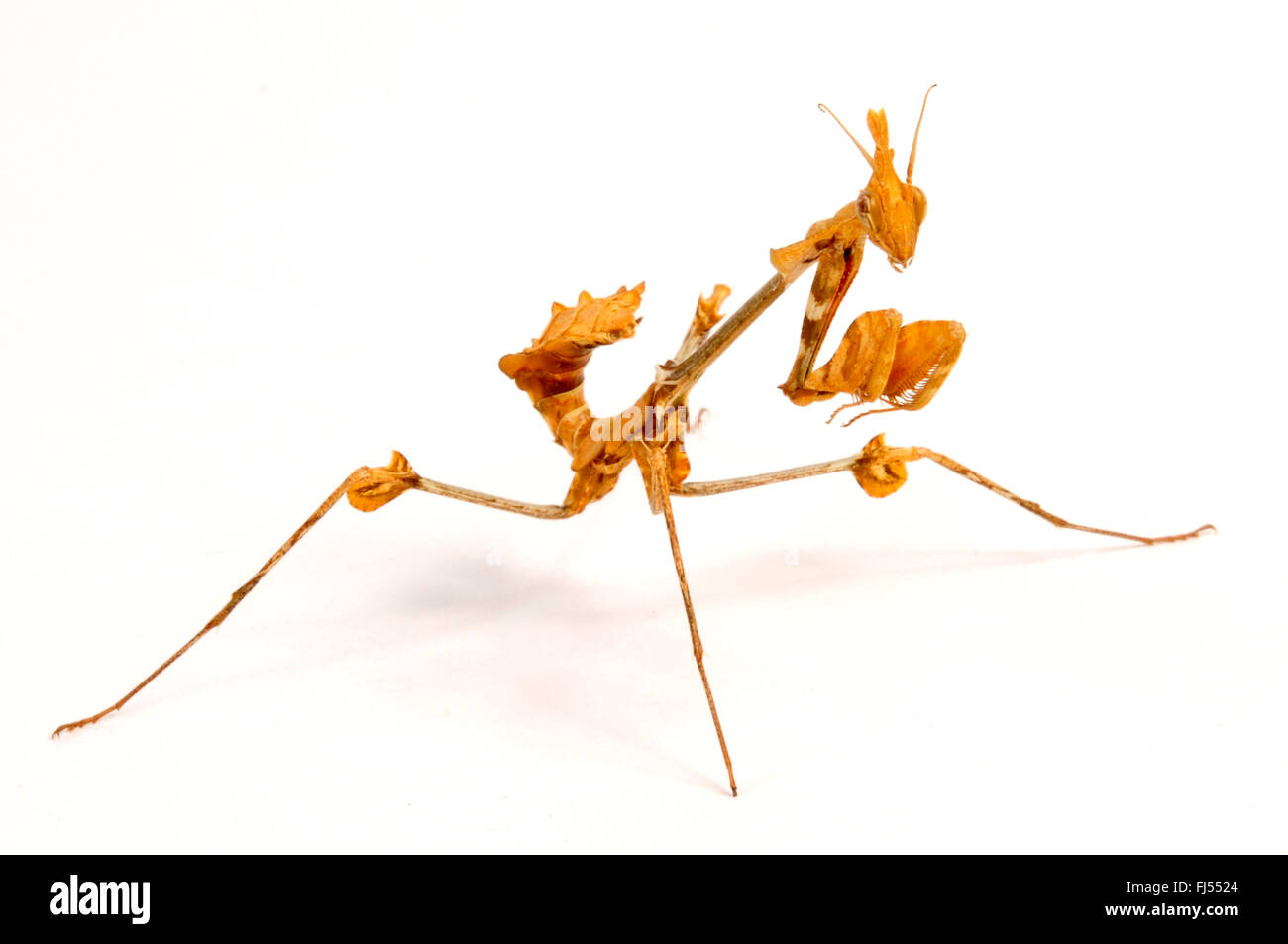 Wandering violin mantis, Indian rose mantis (Gongylus gongylodes), cut ...