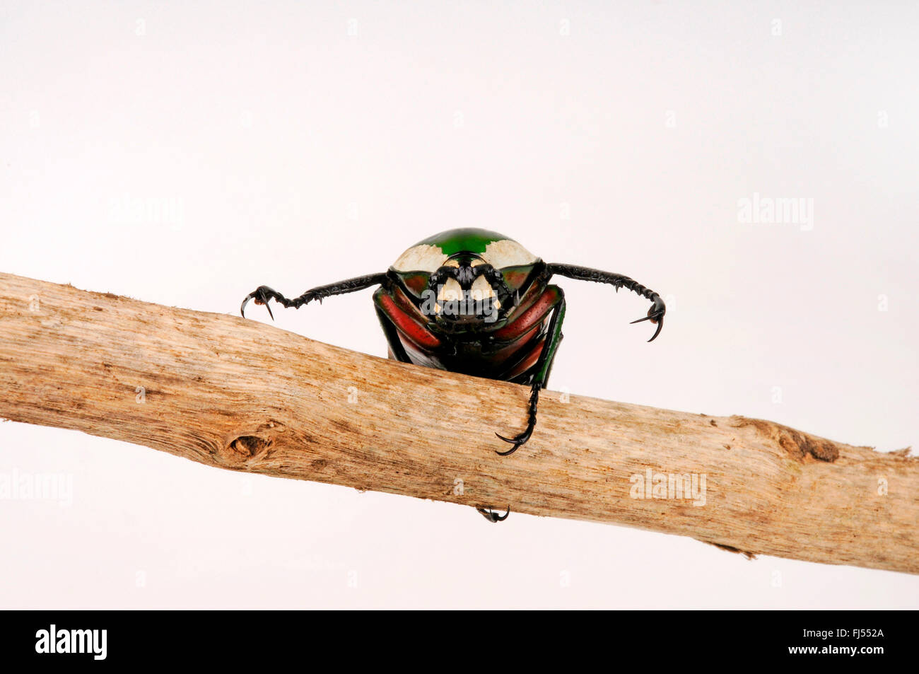 Derbys flower beetles hi-res stock photography and images - Alamy