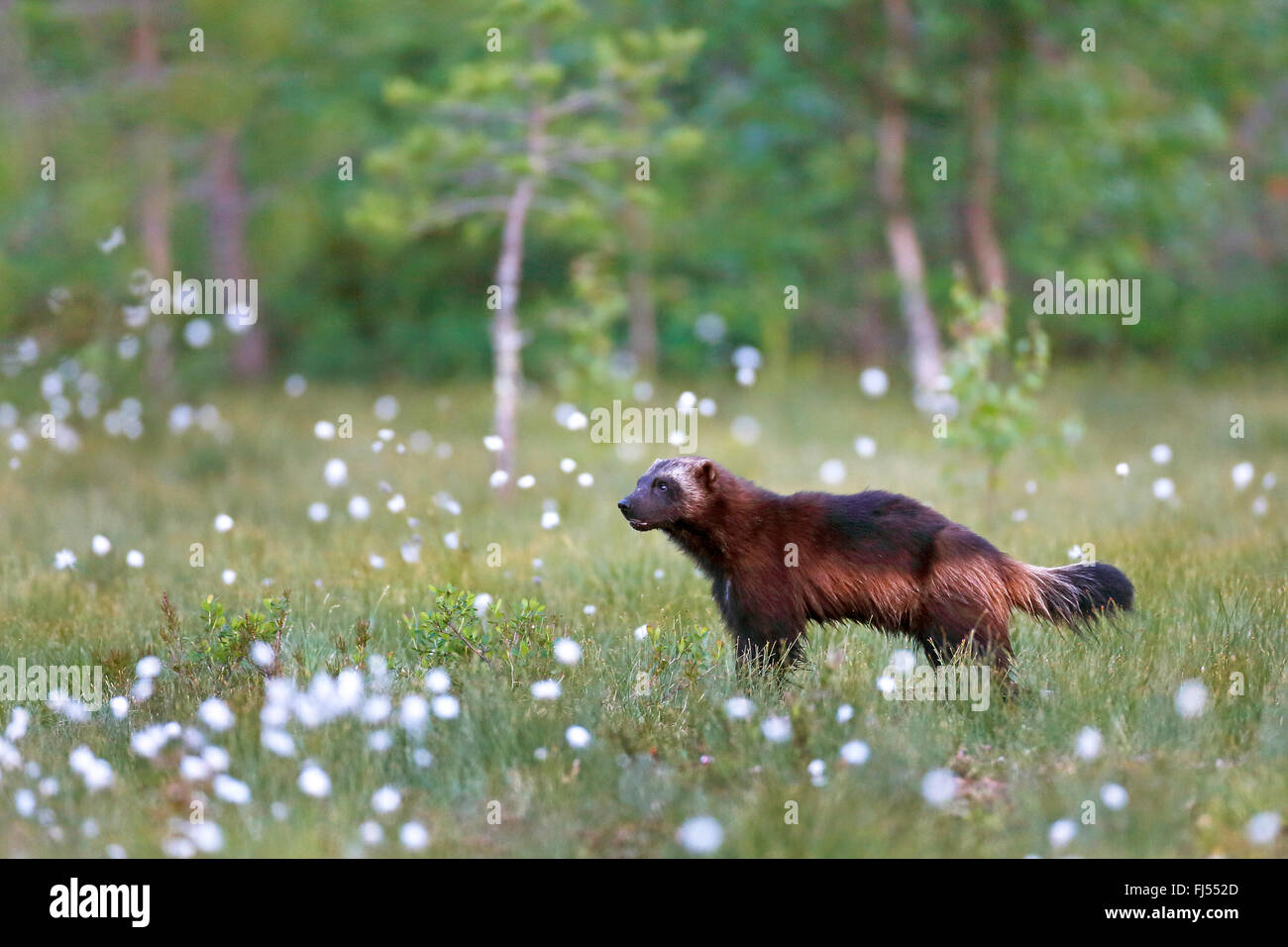 Wolverine animal with prey hi-res stock photography and images - Alamy