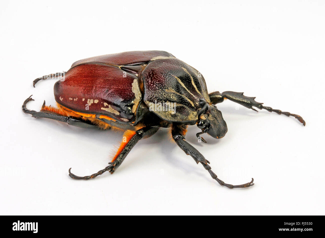 Close up view female in Cut Out Stock Images & Pictures - Alamy