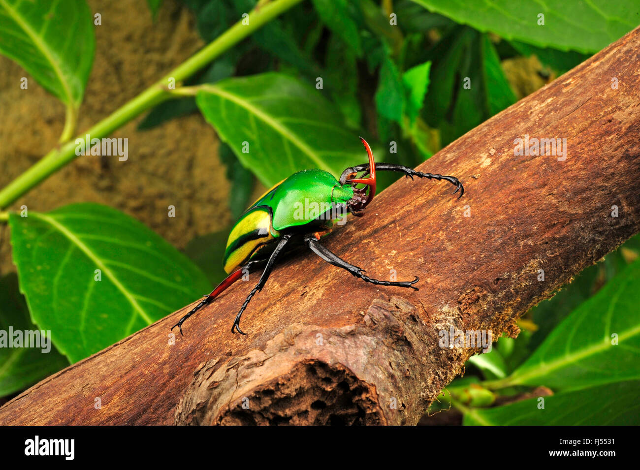 Kenyan insect hi-res stock photography and images - Alamy