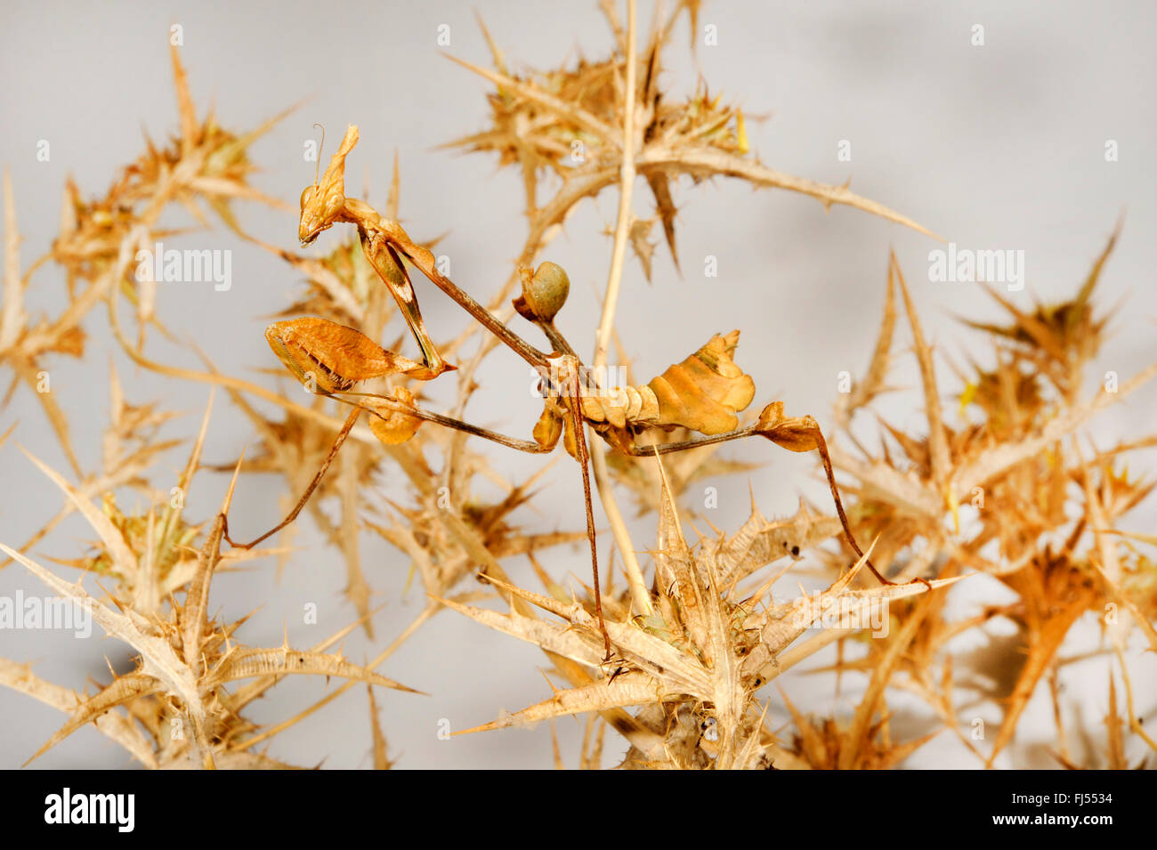 Wandering violin mantis, Indian rose mantis (Gongylus gongylodes), well ...