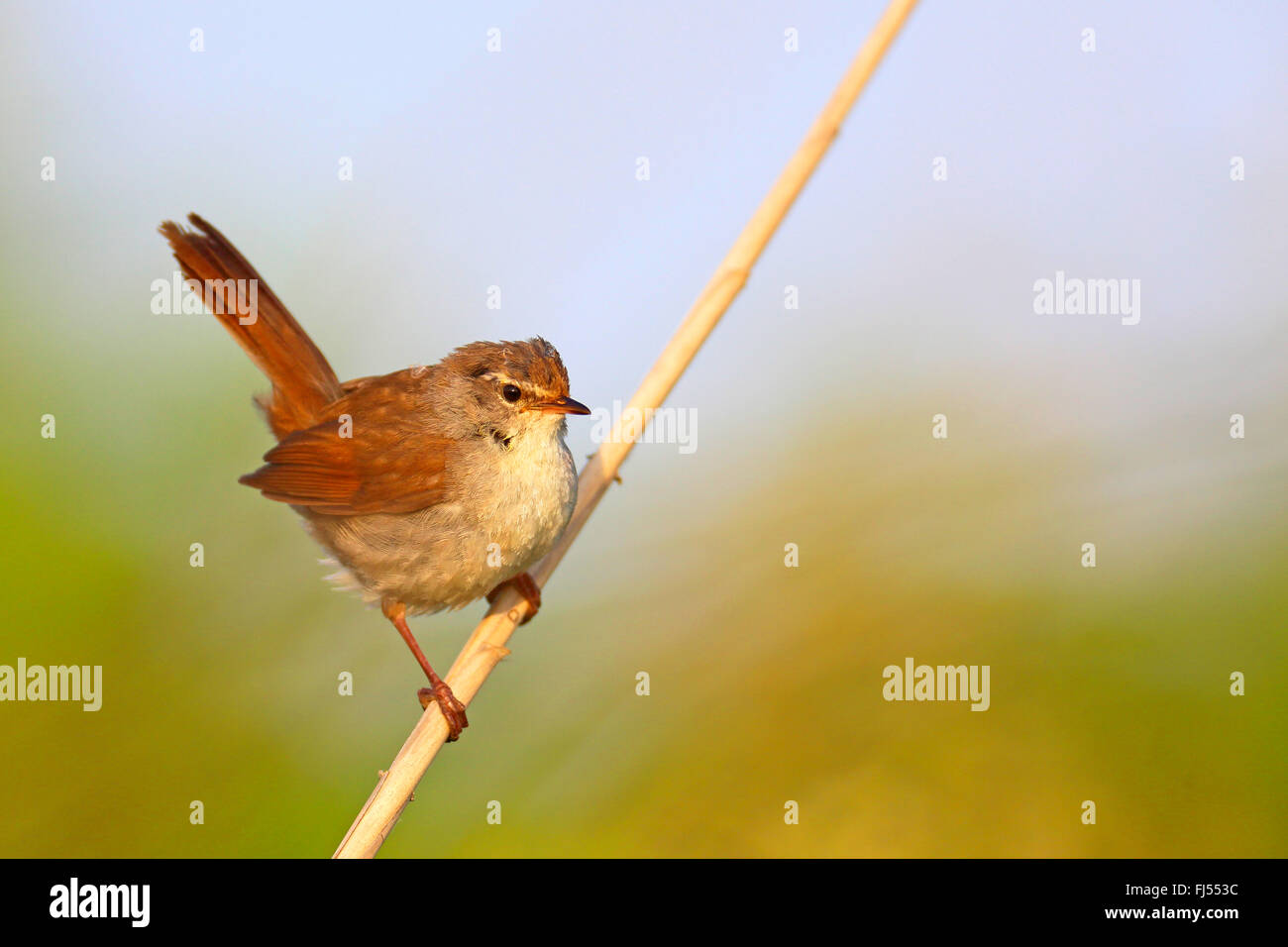 Cetti's warbler (Cettia cetti), sitting on a reed stem, Greece ...