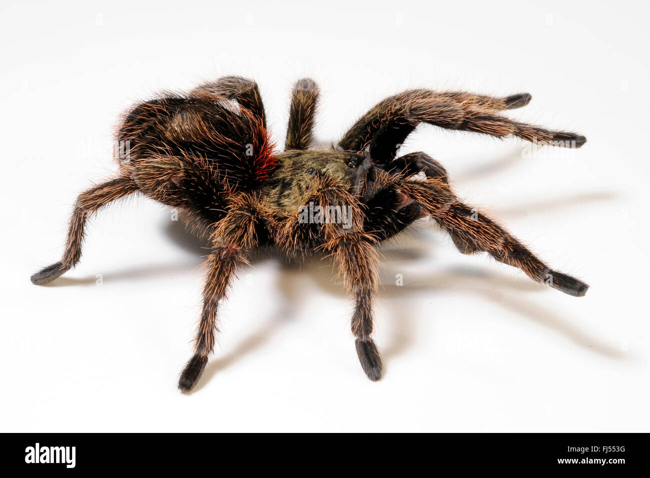 Most beautiful spiders hi-res stock photography and images - Alamy