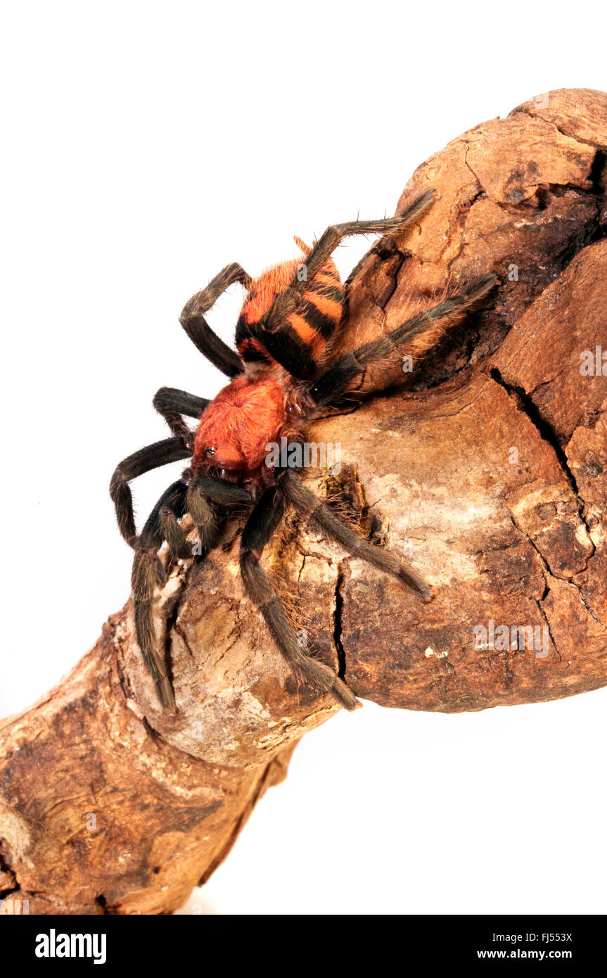 Costa Rican tiger rump (Cyclosternum fasciatum, Davus fasciatus), on a ...