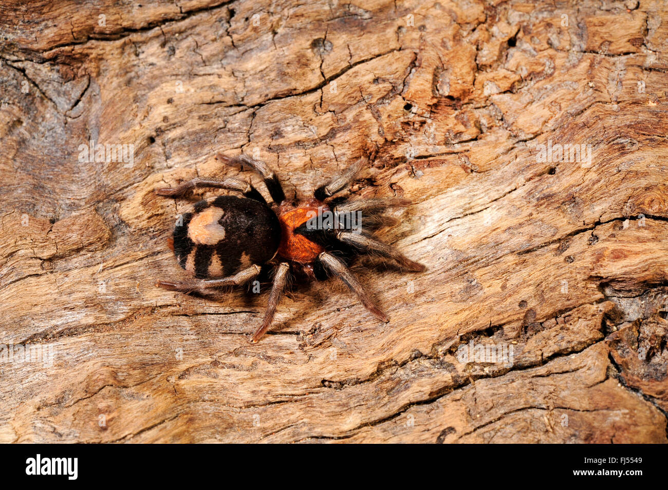 Spiders in trinidad and tobago hi-res stock photography and images - Alamy