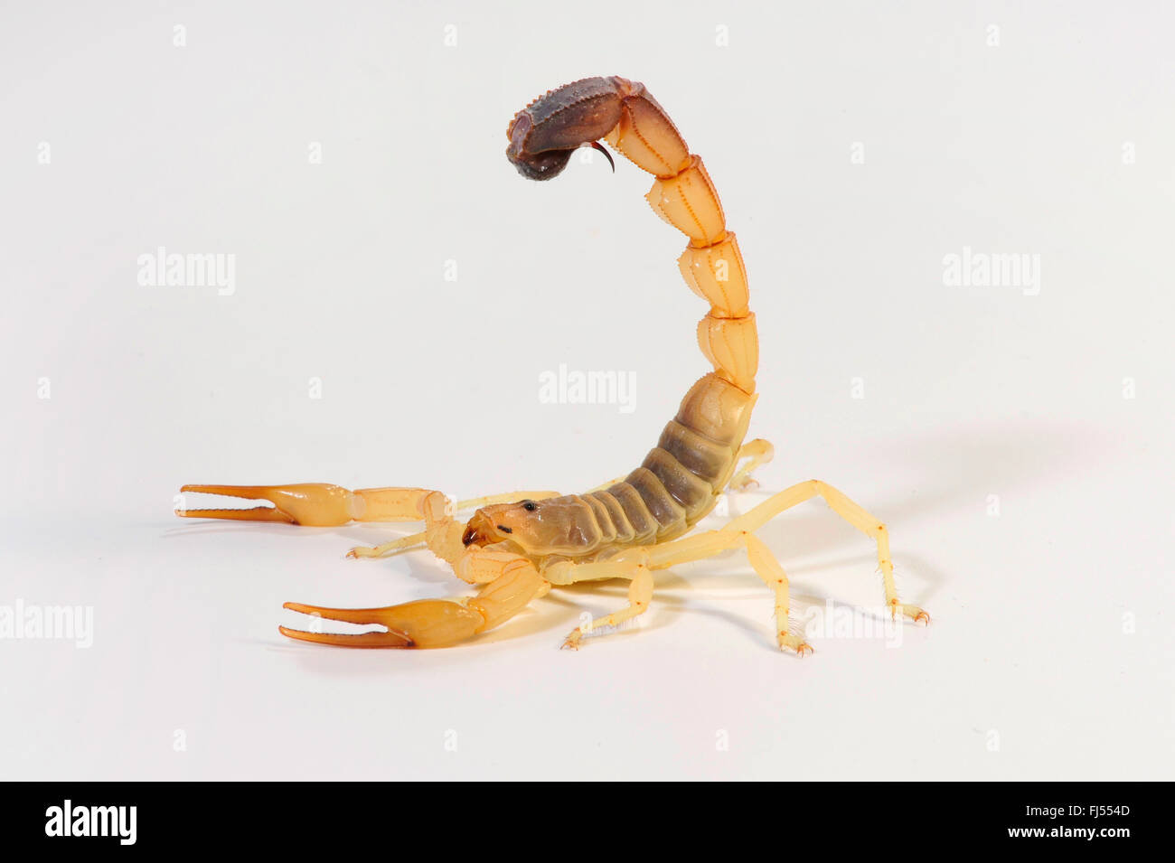 Fat tailed scorpion androctonus australis hi-res stock photography and ...