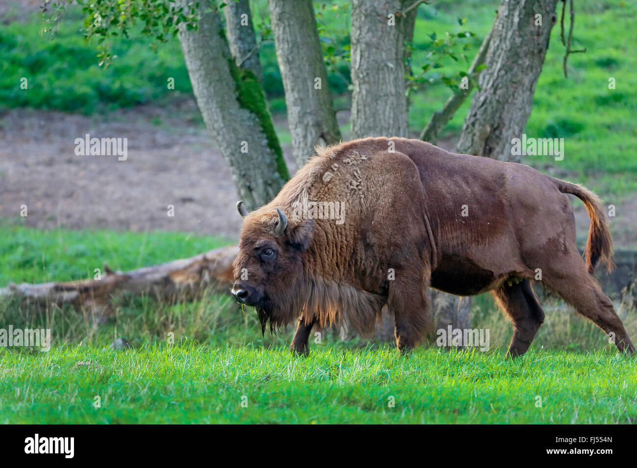 European bison, wisent (Bison bonasus), walking cow in a meadow ...