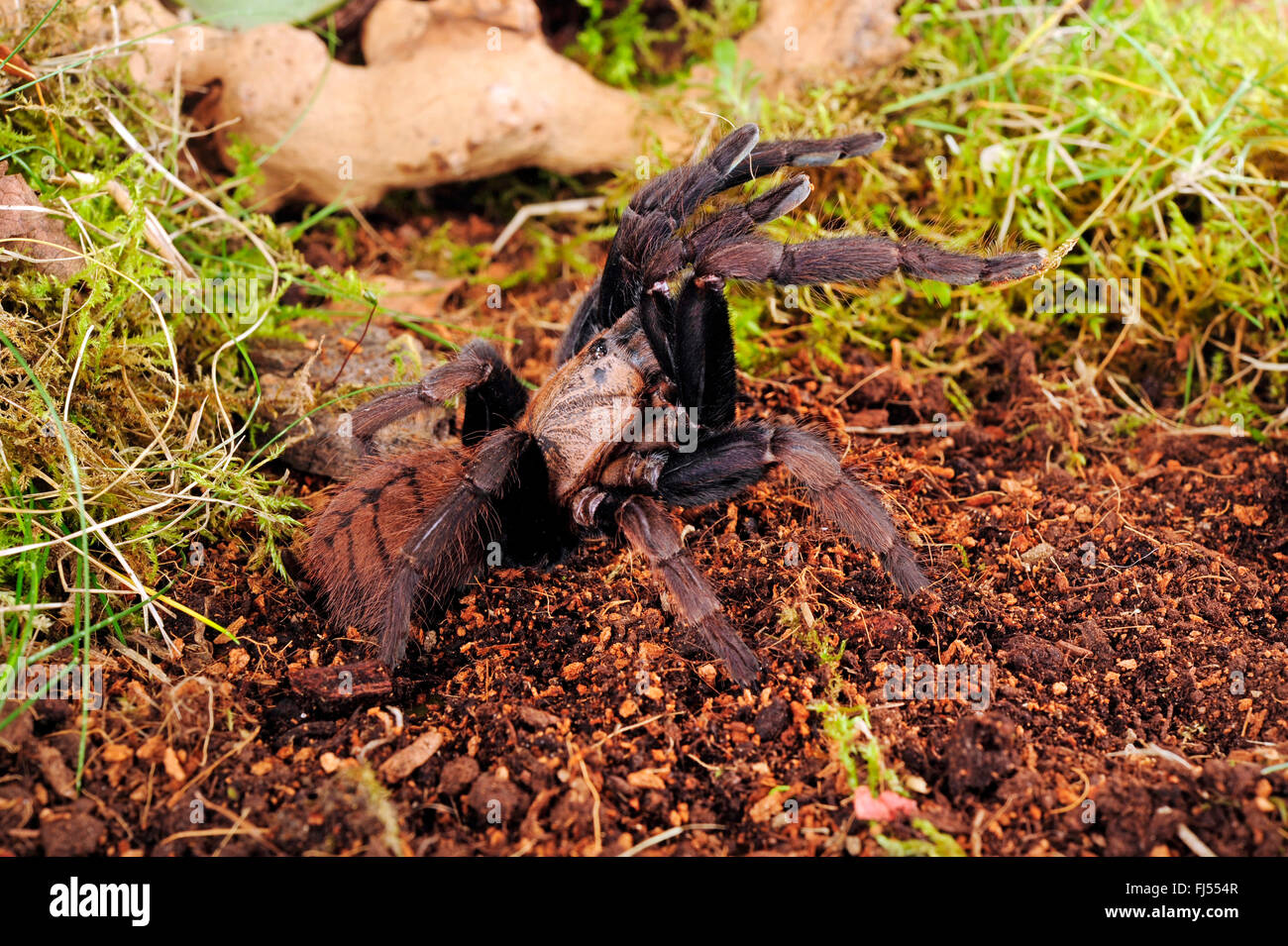Indian violet tarantula (Chilobrachys fimbriatus), in defence posture ...