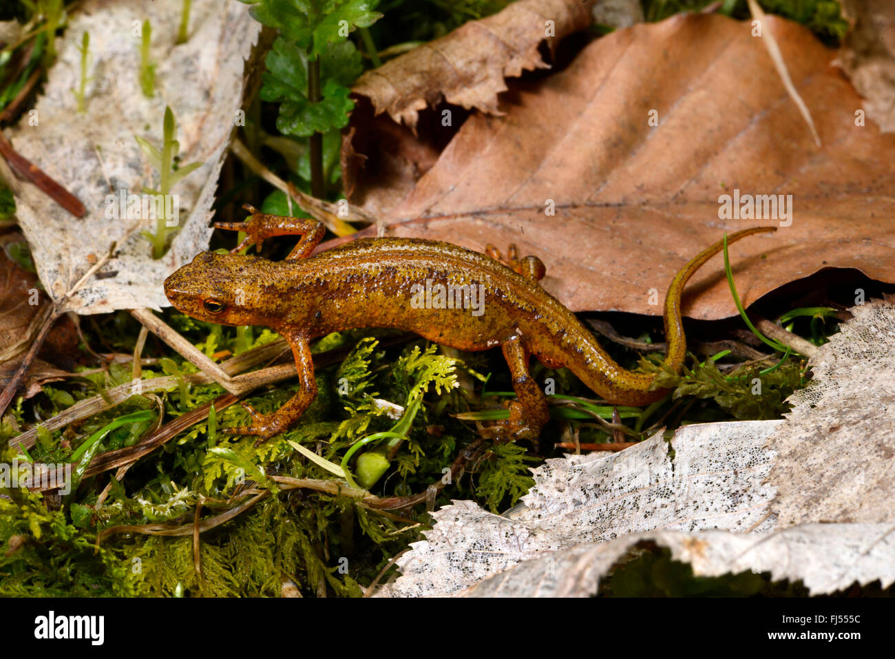 Montandon's newt, Carpathian newt (Lissotriton montandoni, Triturus ...