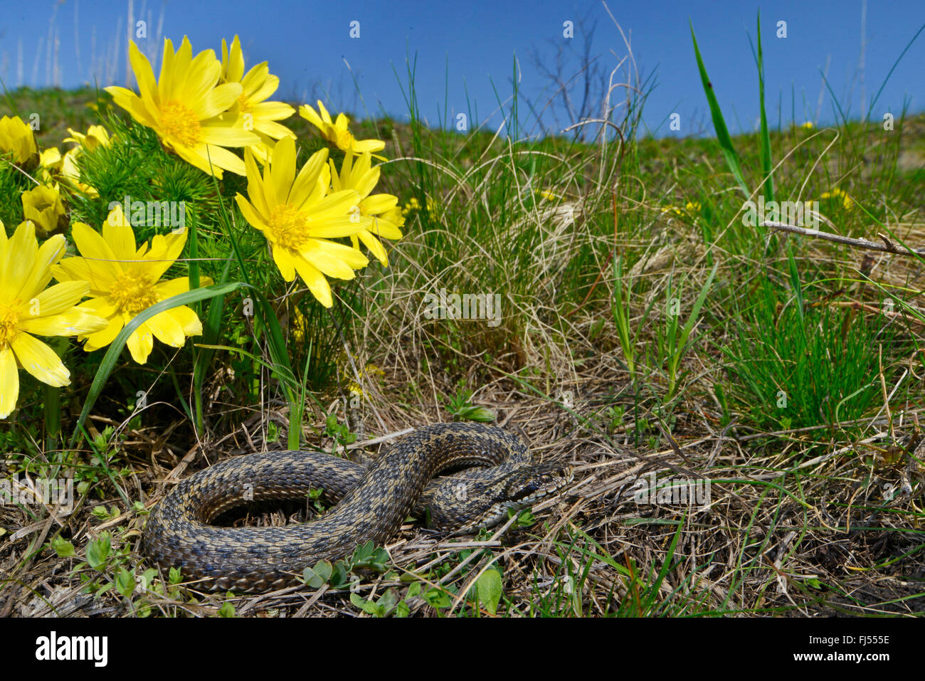 meadow viper, Orsini's viper (Vipera ursinii), rare meadow viper in the ...