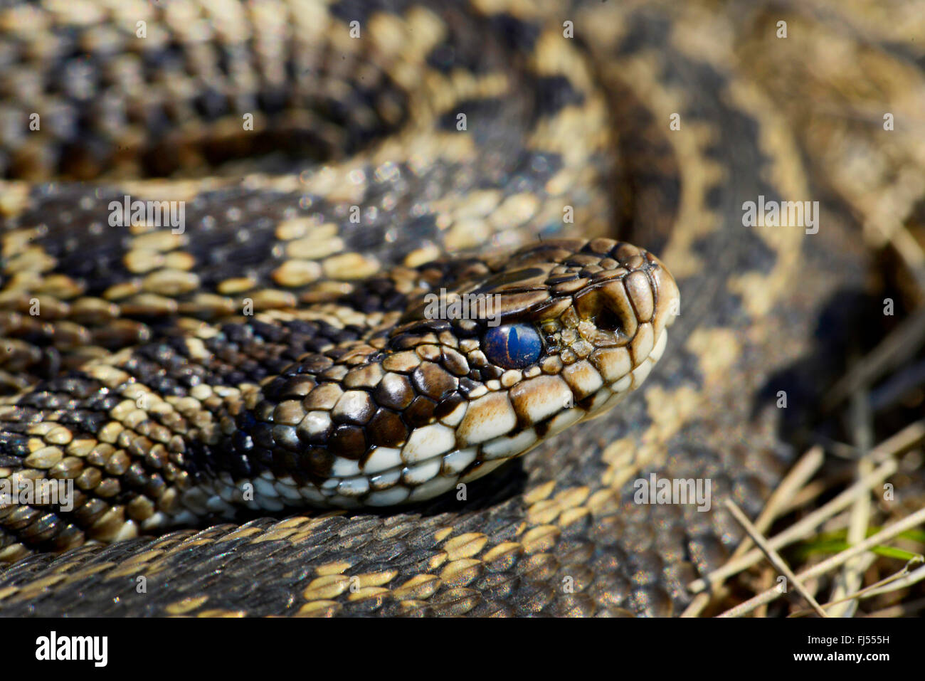 meadow viper, Orsini's viper (Vipera ursinii), portrait of a meadow ...