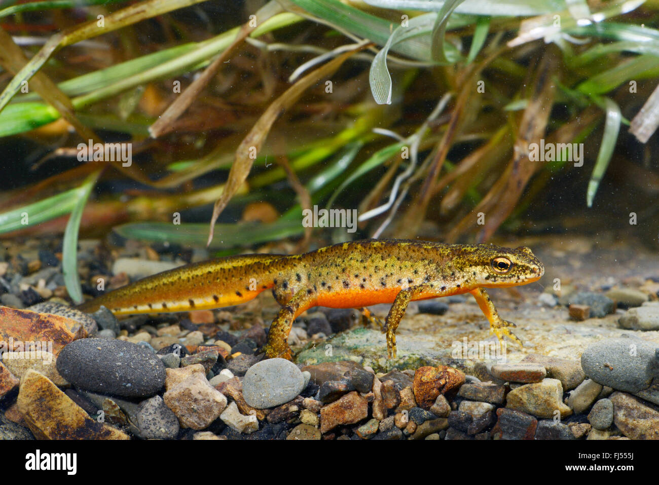 Montandon's newt, Carpathian newt (Lissotriton montandoni, Triturus ...