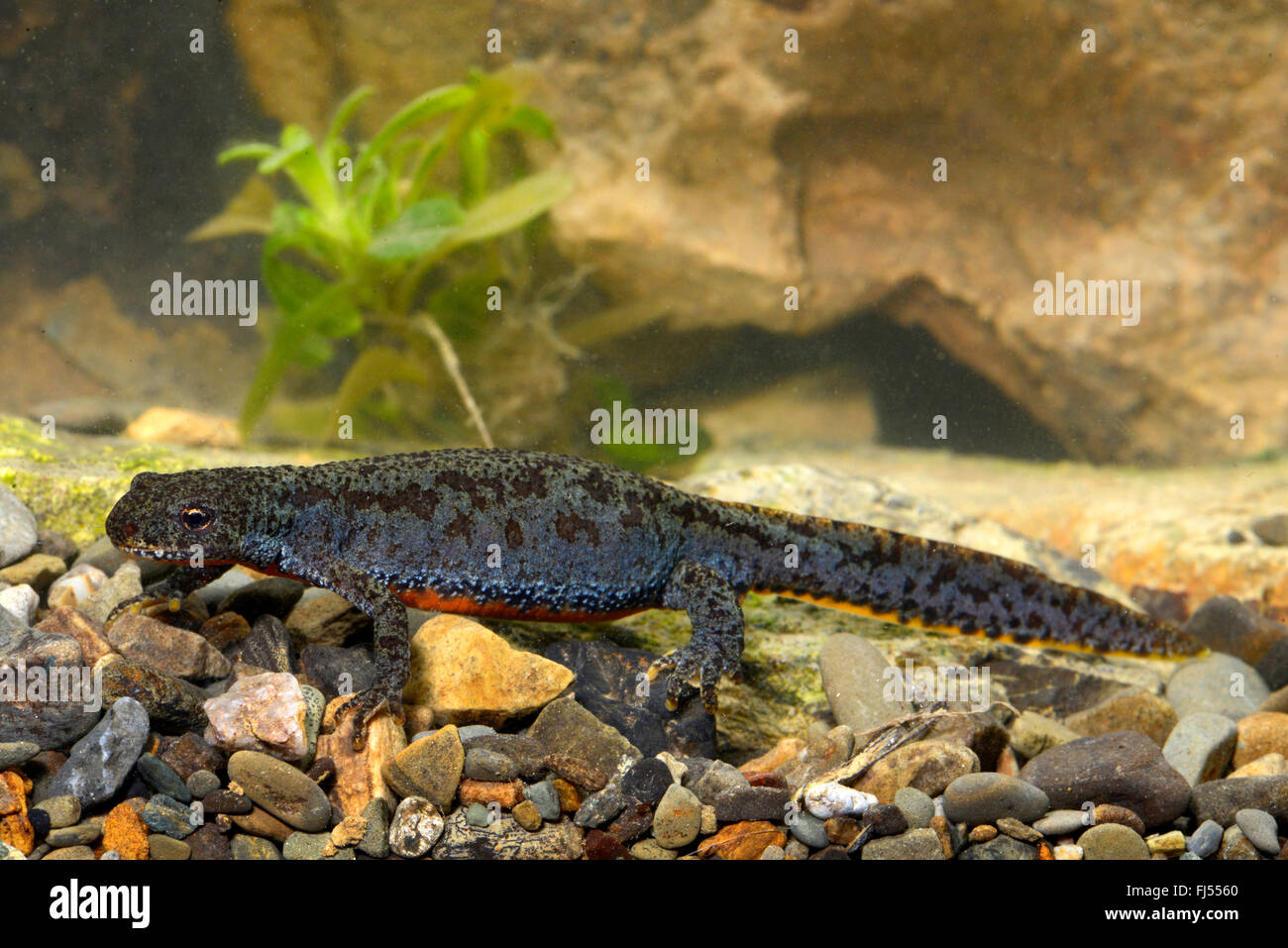 Female alpine newt from the carpathians hi-res stock photography and ...