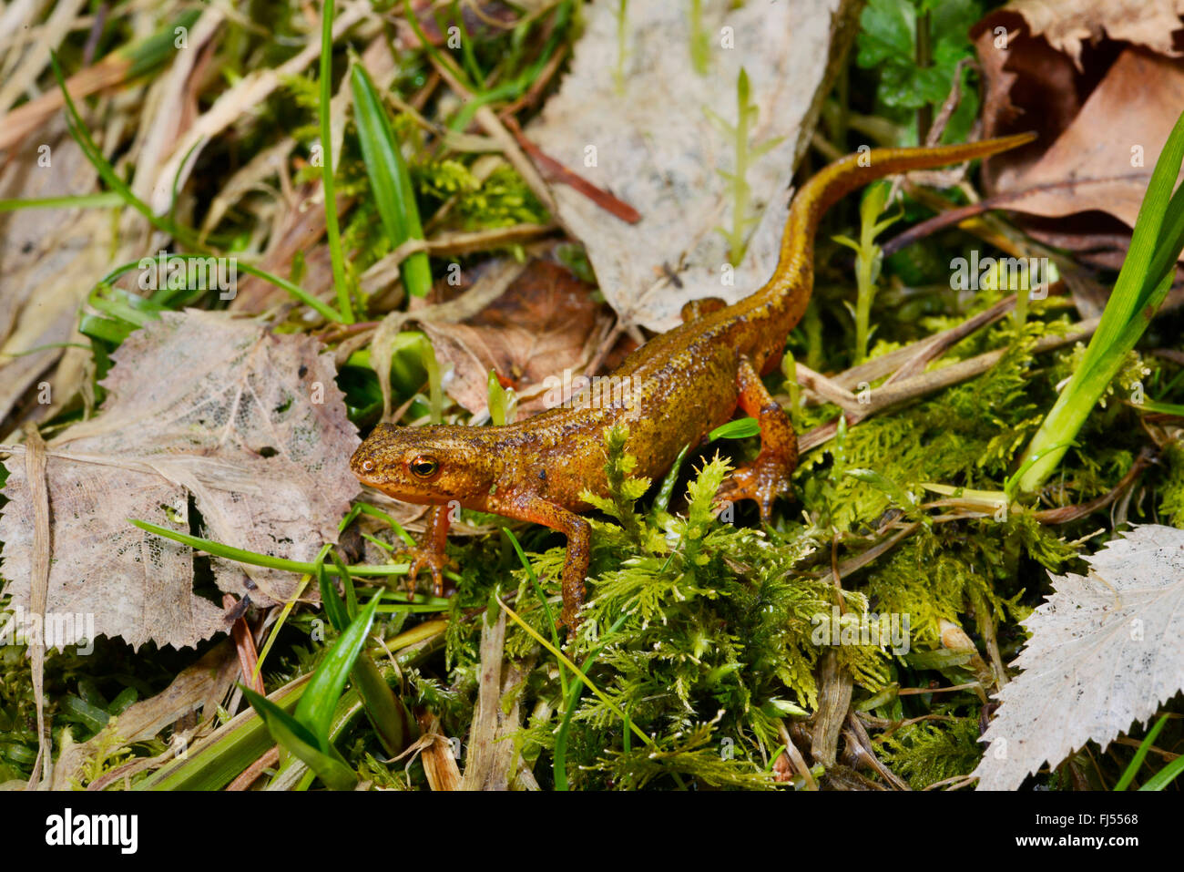 Montandon's newt, Carpathian newt (Lissotriton montandoni, Triturus ...