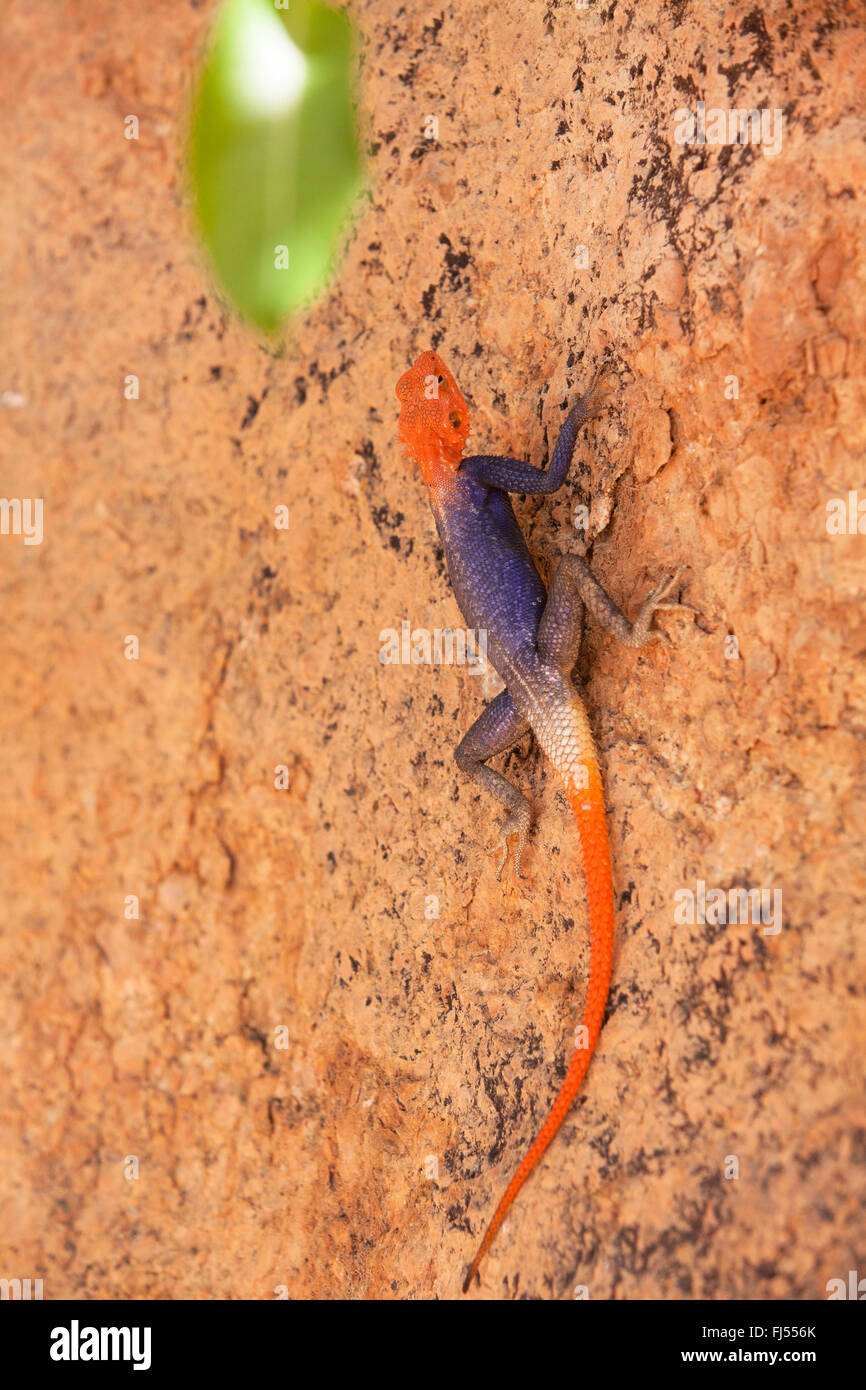 Red headed rock agama hi-res stock photography and images - Alamy