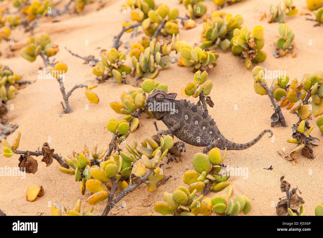 Namibian chameleon hi-res stock photography and images - Alamy