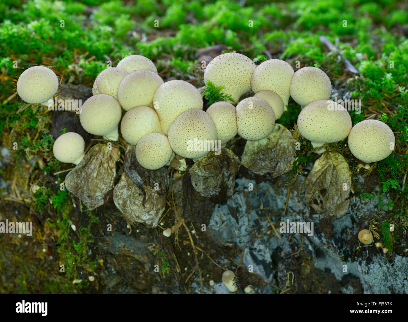 Stump puffball (Lycoperdon pyriforme, Morganella pyriformis), on dead ...