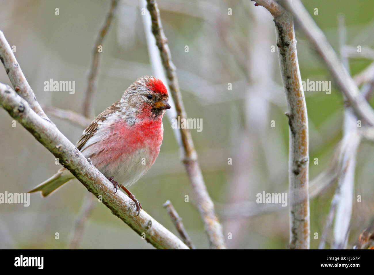 redpoll, common redpoll (Carduelis flammea, Acanthis flammea), male ...