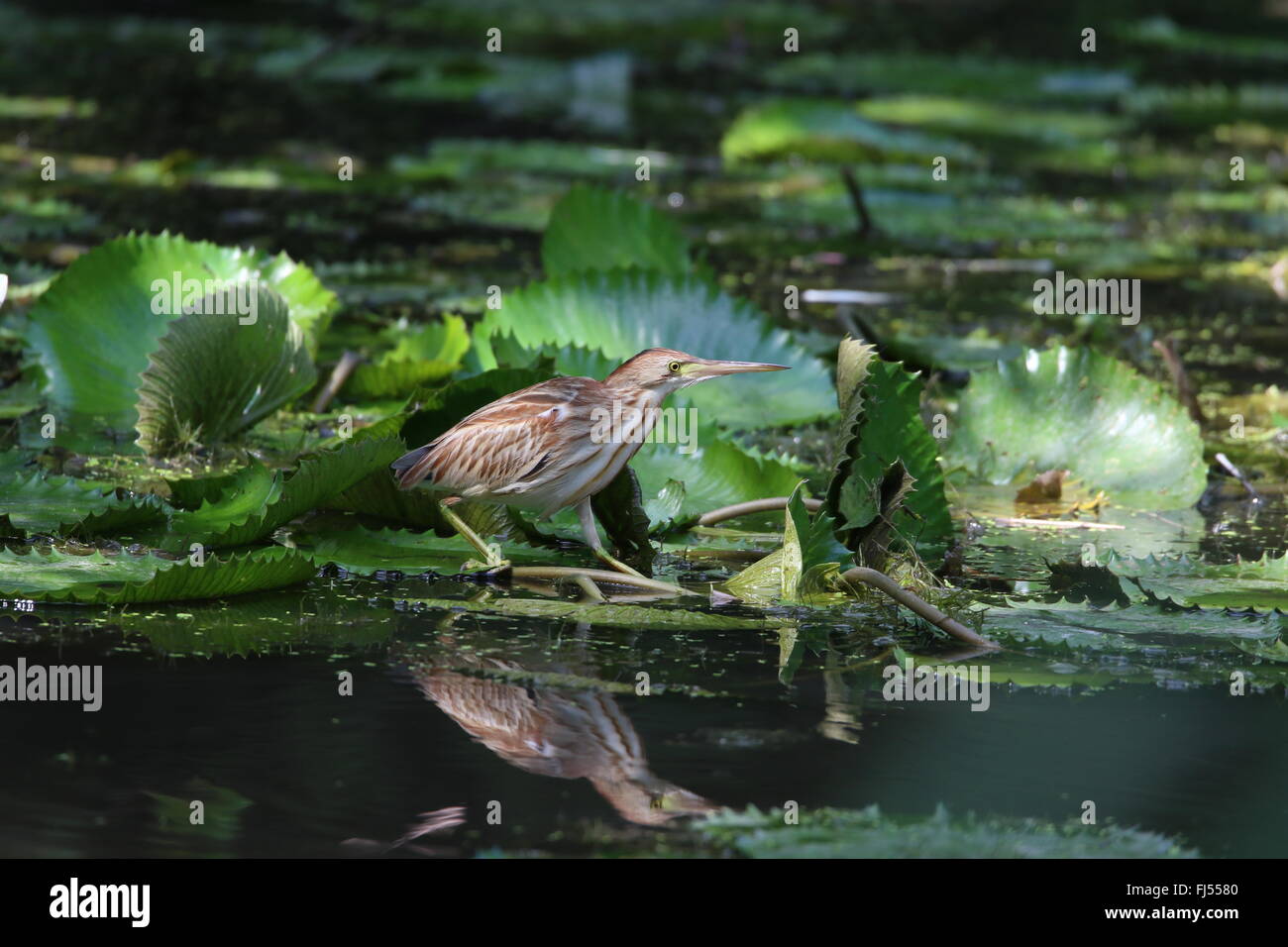 Quietly, Slowly but surely Stock Photo - Alamy