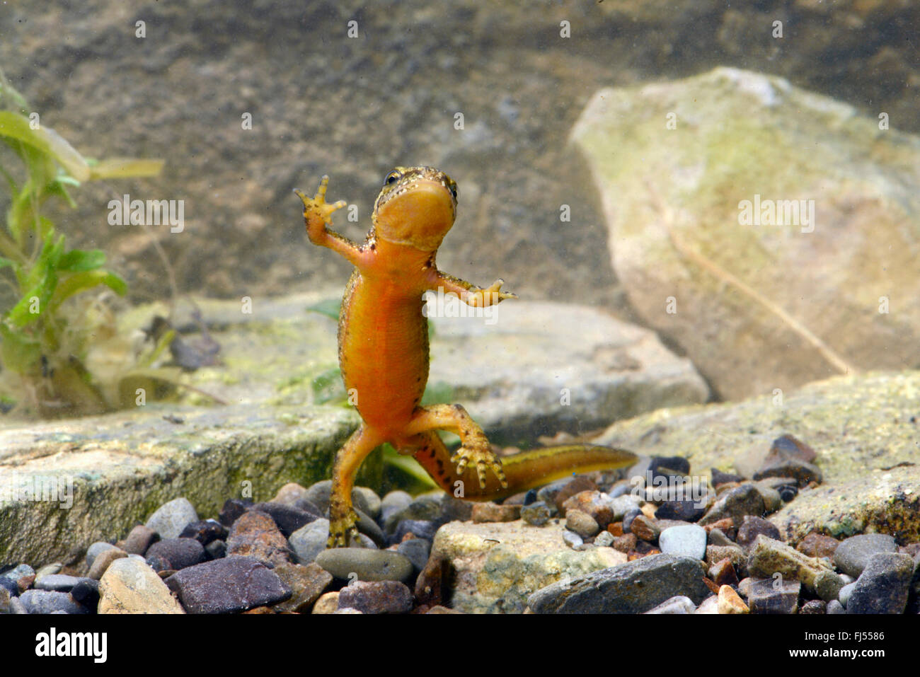 Montandon's newt, Carpathian newt (Lissotriton montandoni, Triturus ...