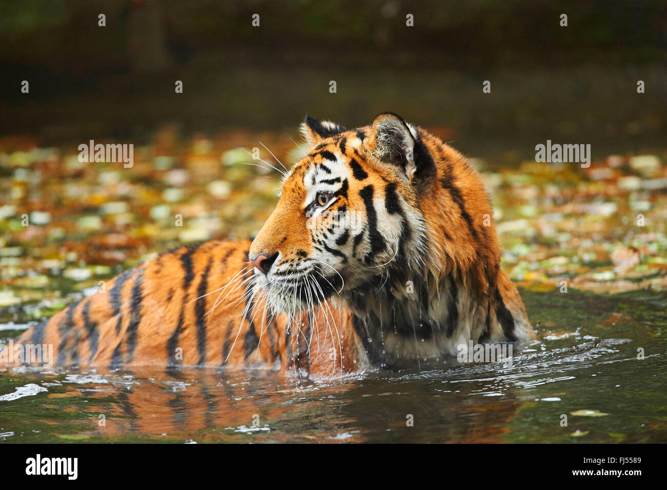 Siberian tiger, Amurian tiger (Panthera tigris altaica), tigress ...