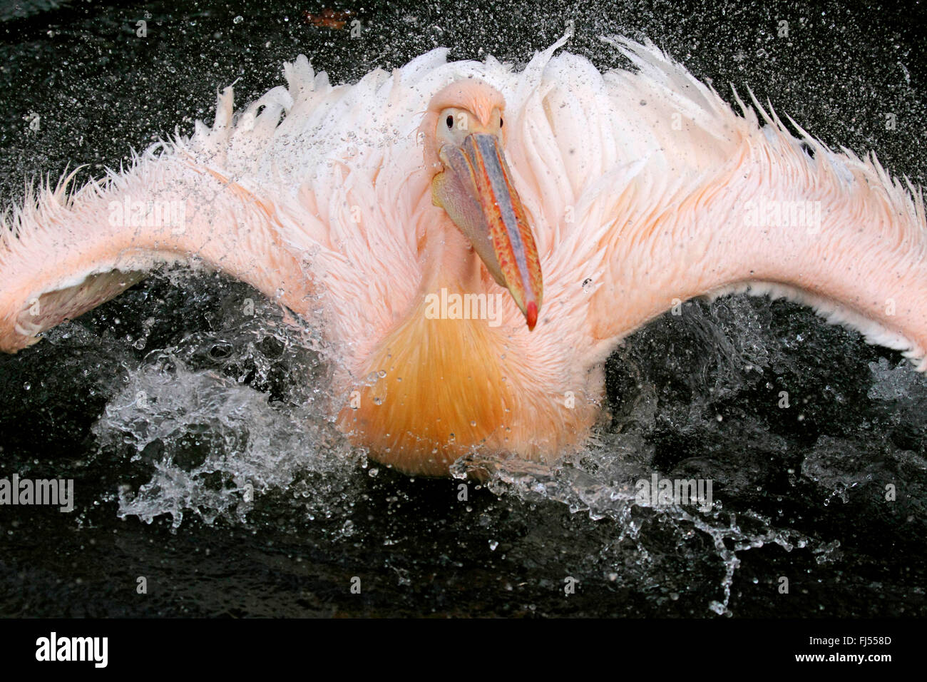 Pelikan hi-res stock photography and images - Alamy