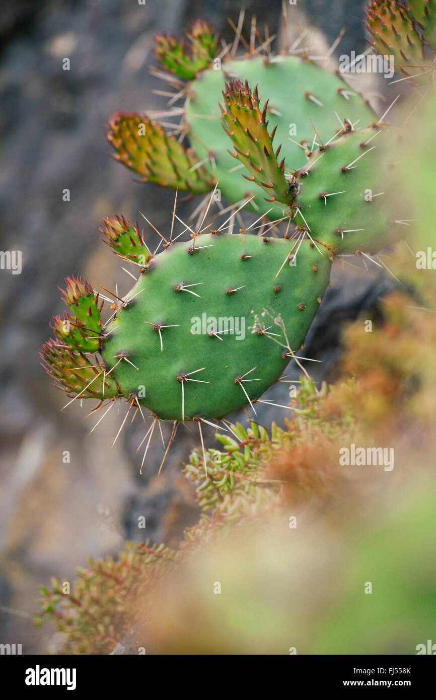 Prickly pear cactus, Brown-Spined Prickly Pear, Densely Spined Prickly ...