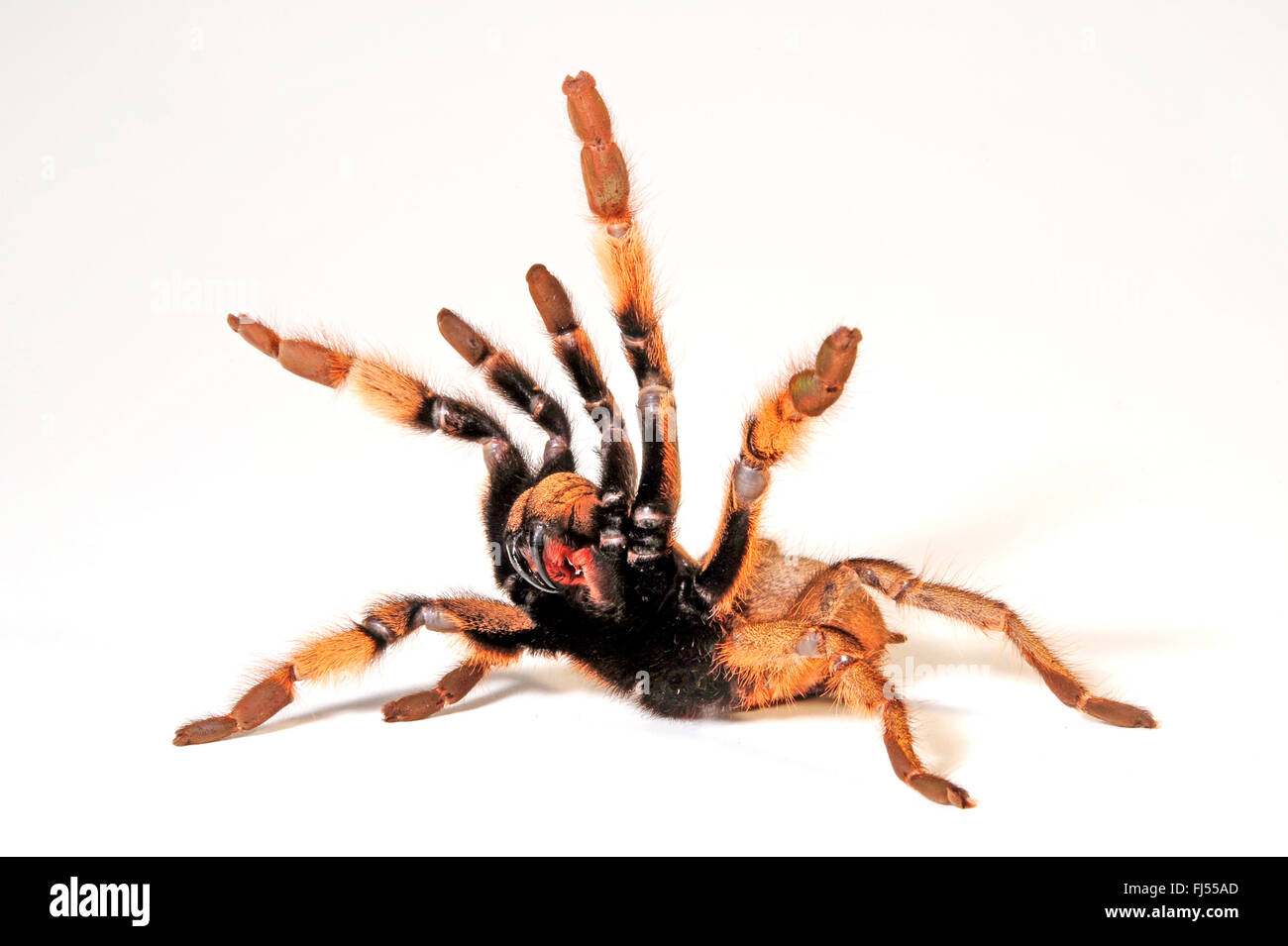 Bird spider (Augacephalus ezendami, Ceratogyrus ezendami), in defence ...