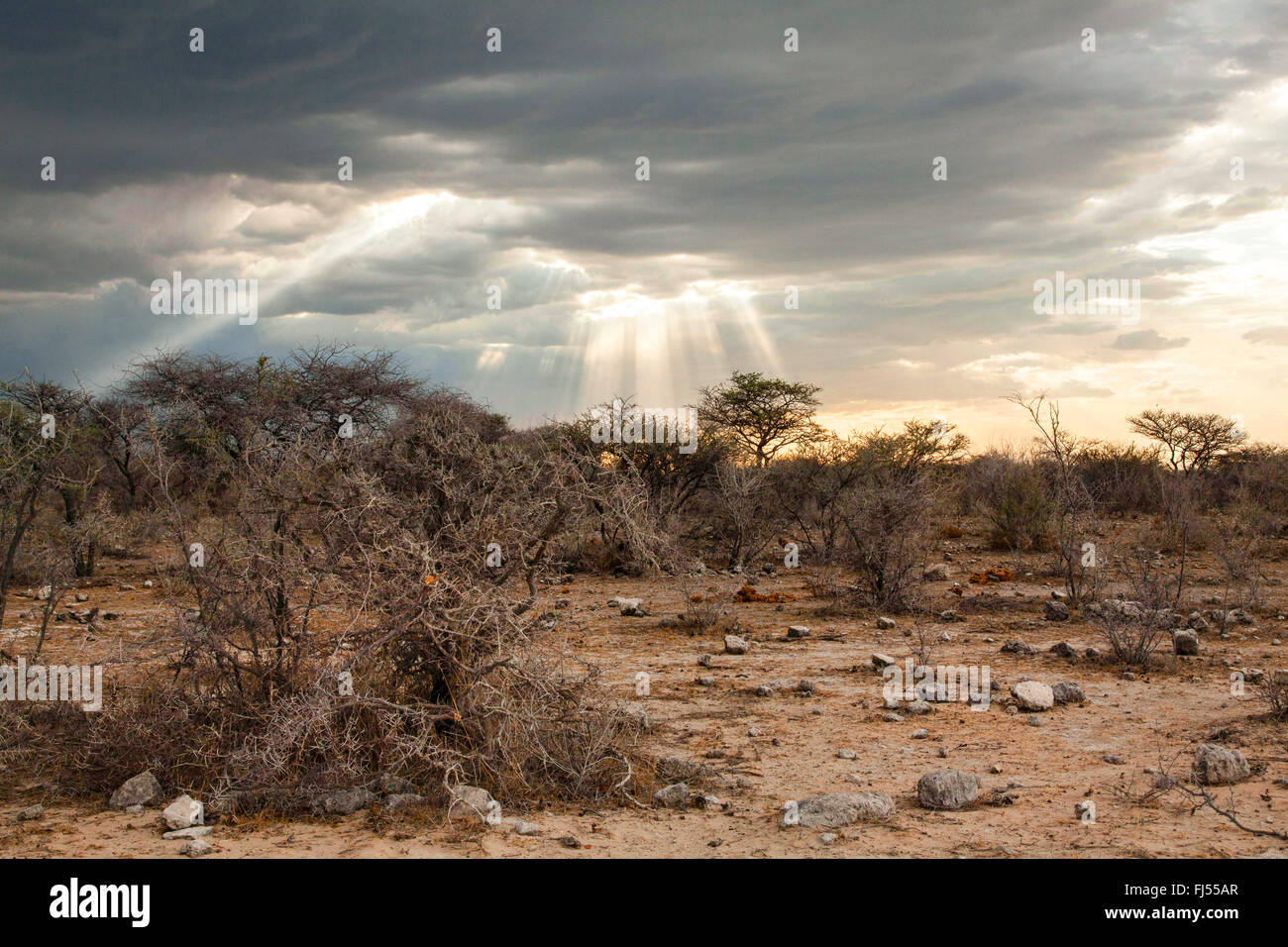 Dry or xeric shrubland hi-res stock photography and images - Alamy