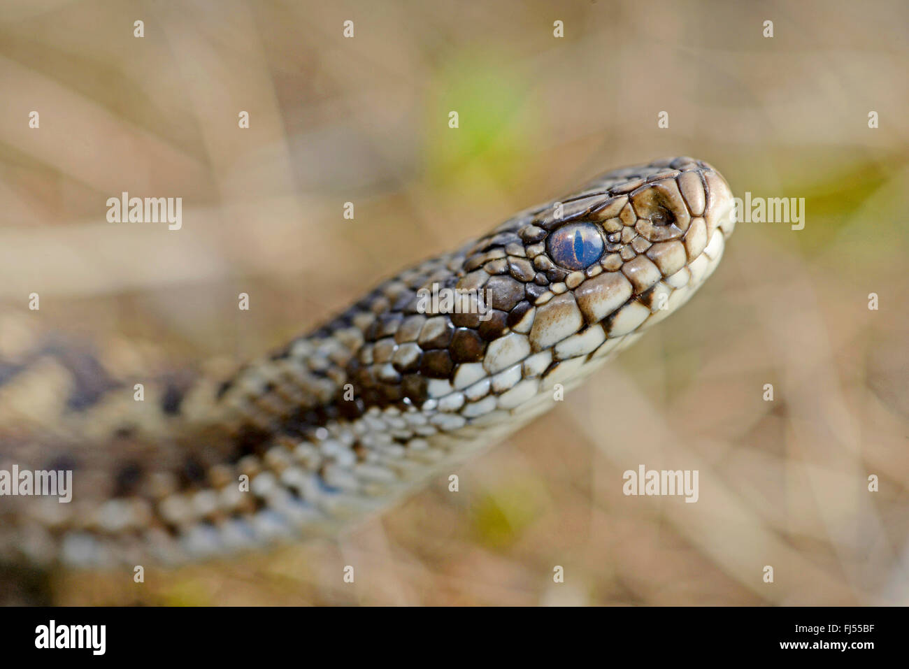 Snake Head Side View