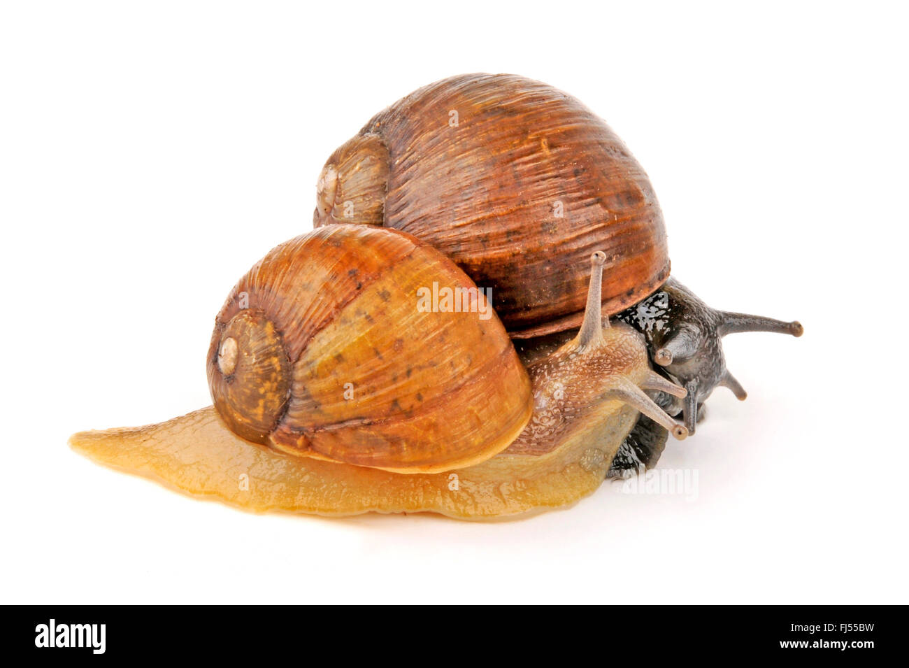 green garden snail (Cantareus apertus, Helix aperta ), two green garden snails, cut-out, Greece ...