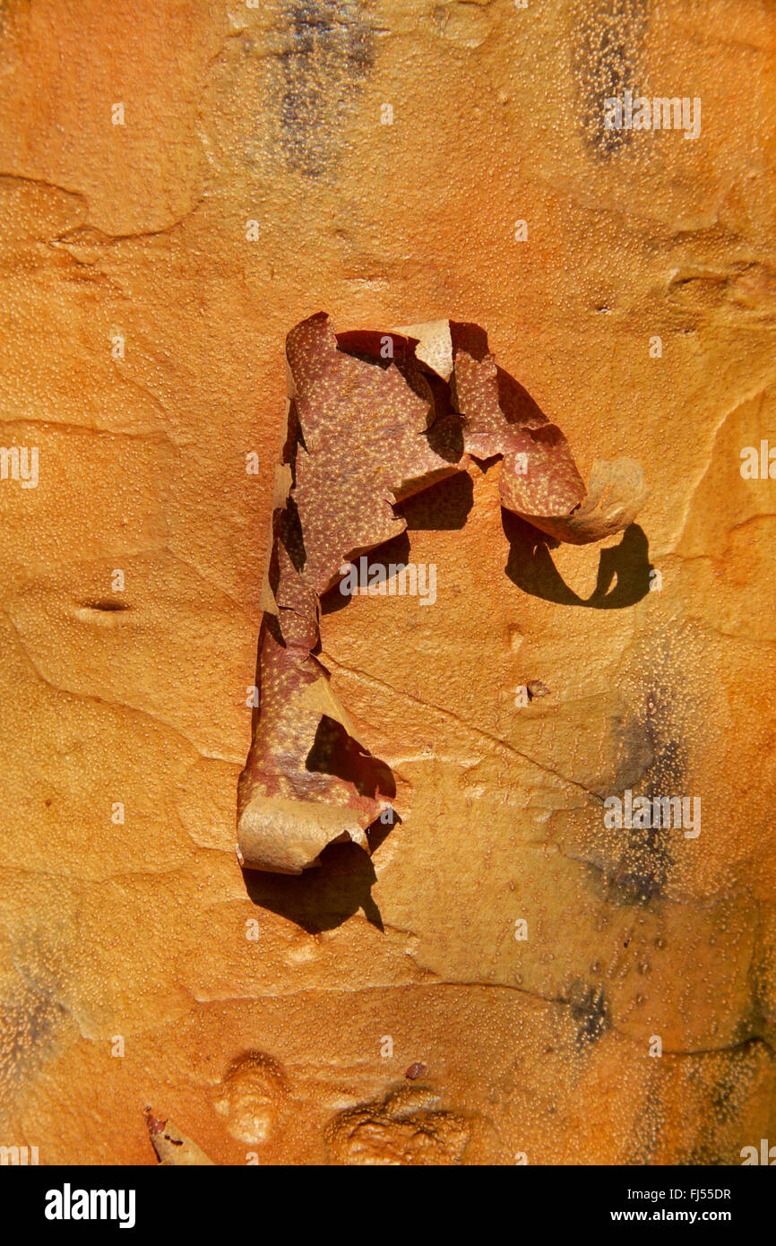 Strawberry tree bark hi-res stock photography and images - Alamy