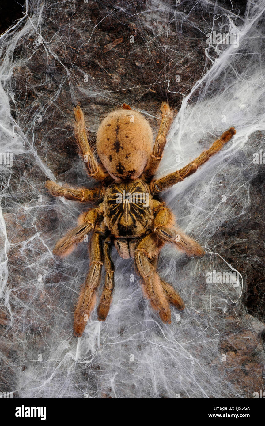 Eastern Horned Baboon Tarantula