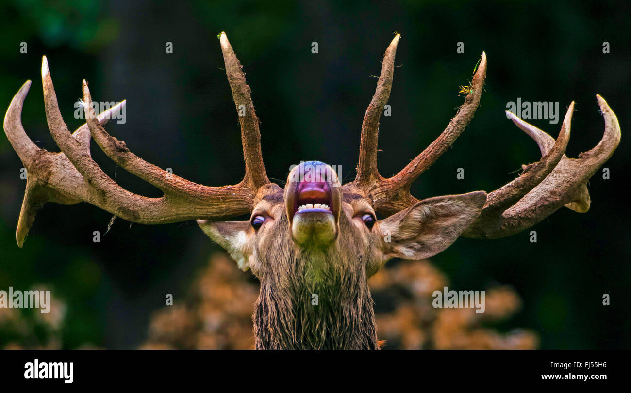 red deer (Cervus elaphus), flehming alpha male, portrait, Germany ...