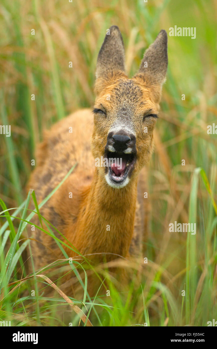 roe deer (Capreolus capreolus), fawn yawning, Germany, Brandenburg ...