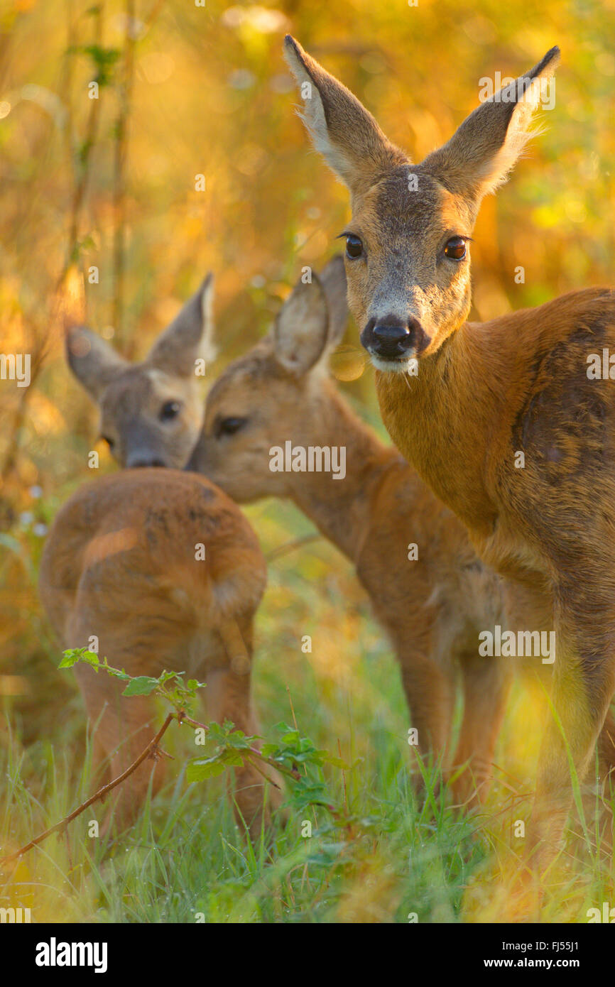Roe deer doe and two fawns hi-res stock photography and images - Alamy