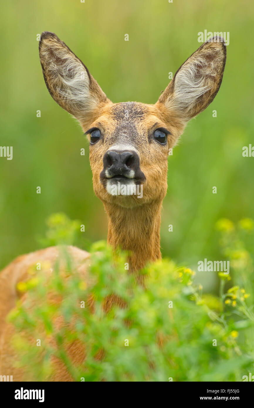 Deer and doe portrait hi-res stock photography and images - Alamy